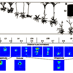 Average S2 input maps.