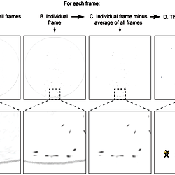 Larvae in the videos were tracked using the Frame Averaging followed by Subtraction then ...