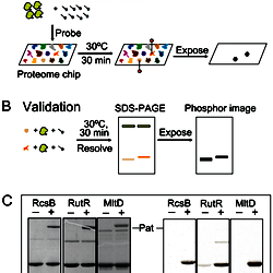 Schematic of a Pat-probed E. coli proteome microarray followed by ...