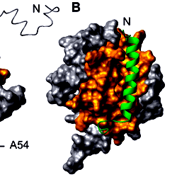 3D model of the Diva/Harakiri heterodimer compared to other prosurvival ...