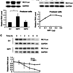 IMP1 stabilized the viral genomic RNA in the producer cells.
