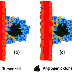 The process of angiogenesis.
