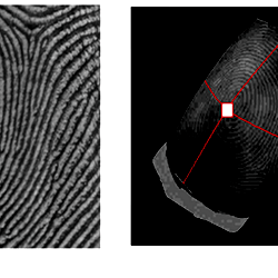 Comparison of 2D fingerprint image and 3D fingerprint image in ...