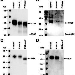 Measurement of mitogenic activity of different growth factors.