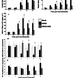 Validation of cDNA array expression data by qRT-PCR and immunoblotting.