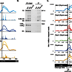 Transcriptome-wide analysis of alternative routes for RNA substrates ...