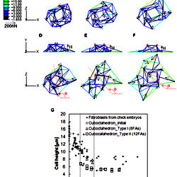 COT structure represents virtual cell morphology and force distribution ...