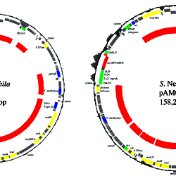 Circular representations of previously sequenced IncA/C plasmids pRA1 ...