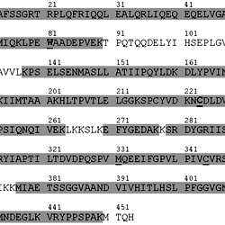 ALDH3A1 sequence coverage by LysC peptide mapping.