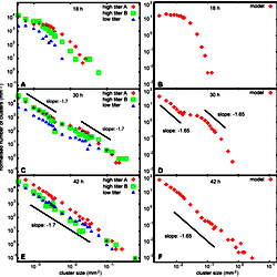 The distribution of cluster sizes.
