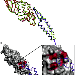 Structural modeling of EHEC intimin-Tir complex and superposition of ...