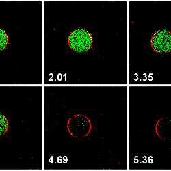 Confocal microscopy images of POPG GUVs filled with the dye HPTS (green).