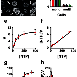 Kinetics of RNA pol II in situ: effect of NTP concentration.