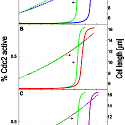 Checkpoint behavior.