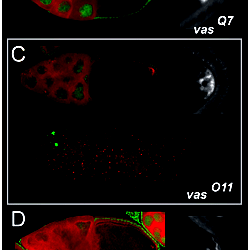 Components of the nuage are required for the stability of Tud in the ...