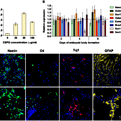 CSPG stimulates nsph formation from ESC.