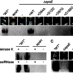 EpsE is required to produce EPS.