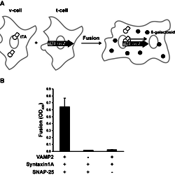 Enzymatic cell fusion assay.