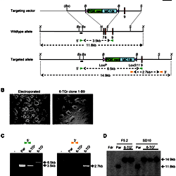 Targeting of the hprt gene in rat embryonic stem cells.