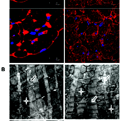 Morphological observation.