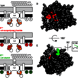 EpsE is a bifunctional protein that contributes to EPS biosynthesis and ...