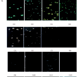 Organizations of AAT•ATT repeats in both plasmids and chromosomal attB ...