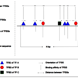 Schematic representation of cis-regulatory modules.