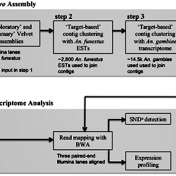 De novo transcriptome assembly and analysis workflow.