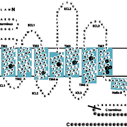 Schematic presentation of the residues targeted for mutations in a ...