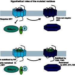 Schematic overview of different phenotypes of the mutants.