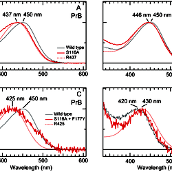 Absorbance spectra of purified PrB and PrV and their mutants with ...