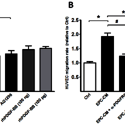 EPC-CM promotes HUVEC proliferation and migration.