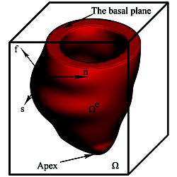Schematic illustration of the LV model.