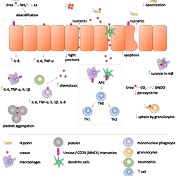 Proposed multiple roles of Helicobacter pylori urease during infection.