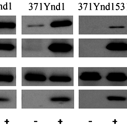 Coimmunoprecipitation of E4orf4 with WT and mutant Ynd1 proteins.