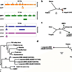 Genetic structures and phylogenetic relationships of EVEs related to ...