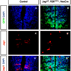 Nestin-Cre driver efficiently inactivates Jag1 in V1 and dI6 domains.