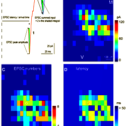 EPSC analysis and photostimulation data map construction.