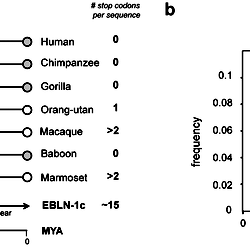Evolution of EBLN elements in primates.