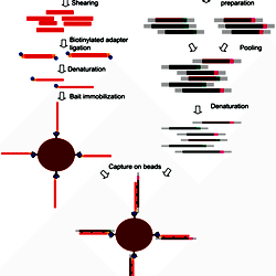 Overview of the capture-on-beads method.