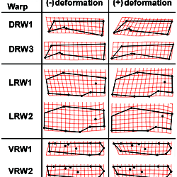 Thin-plate splines indicating the maximum observed deformations of the ...