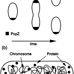 Schematics of observed patterns and model for protein localization in ...