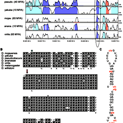 Conservation and predicted secondary structure of the GLS.