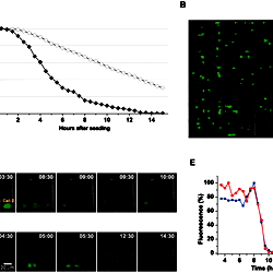 Cell survival in PDMS wells.