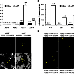 OST1 interacts with ABF3 in the nucleus of guard cell.