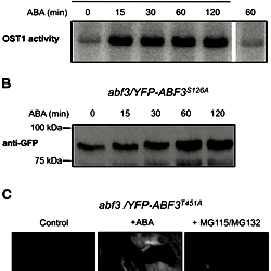 ABF3 is stabilized in response to ABA.