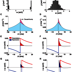 Comparison of unshifted and shifted STDP.