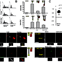 The size of Cw6 and MICA influences their localization within the ...