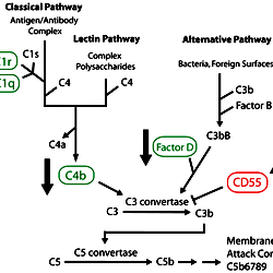 Effects of PAR2 activation on complement pathways.