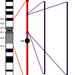 Schematic map of the pericentromeric region of human chromosome 16.